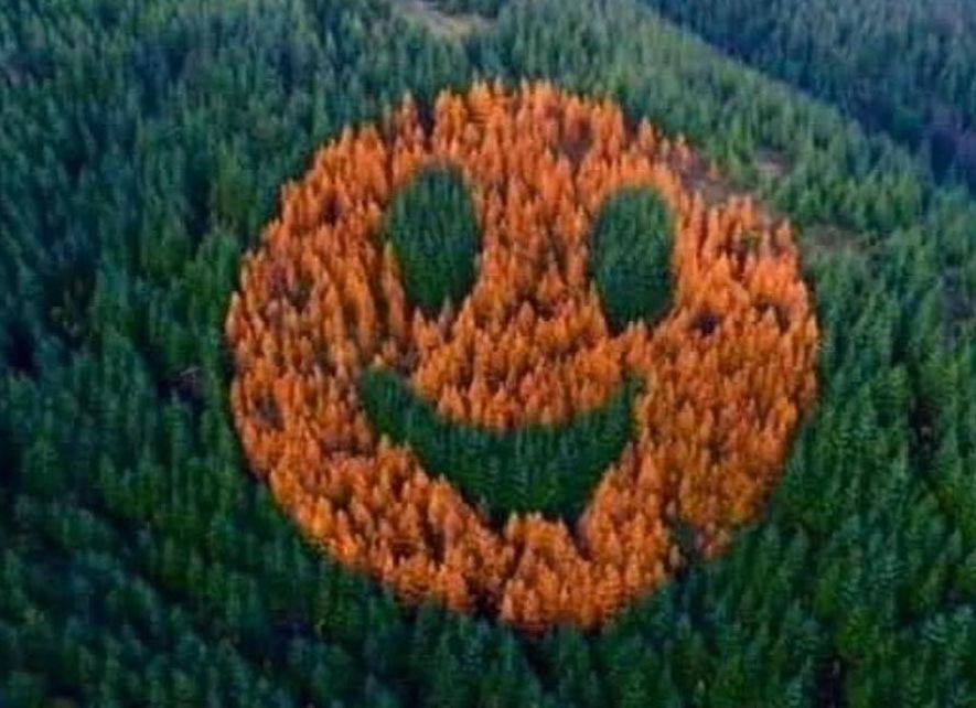 Smiling Happy Trees - Random